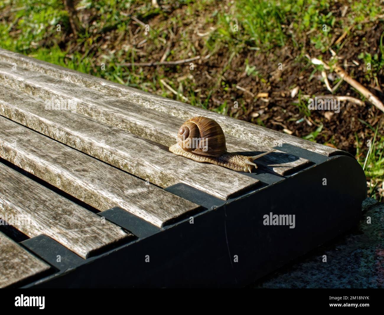grape snail on a wooden bench, in summer Stock Photo - Alamy