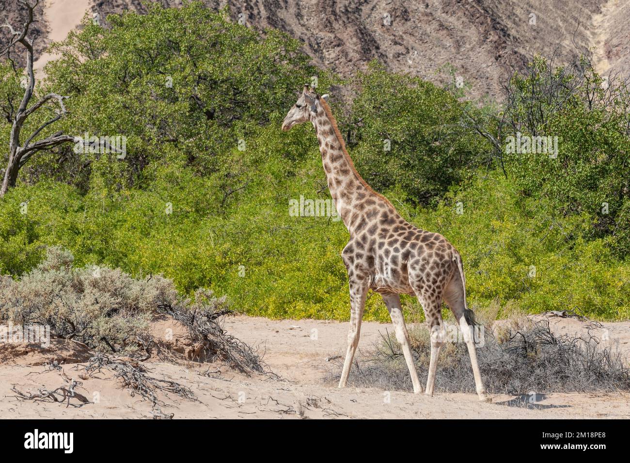 Impression of an Angolan Giraffe - Giraffa giraffa angolensis ...