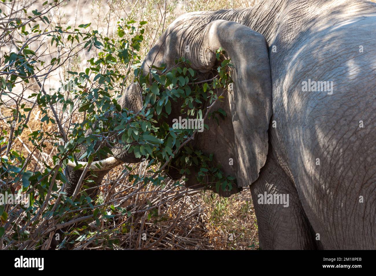 Elephant eating from tree close hi-res stock photography and images - Alamy