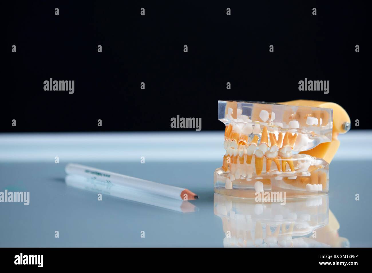 Dental teeth 3d transparent model of jaw Stock Photo - Alamy