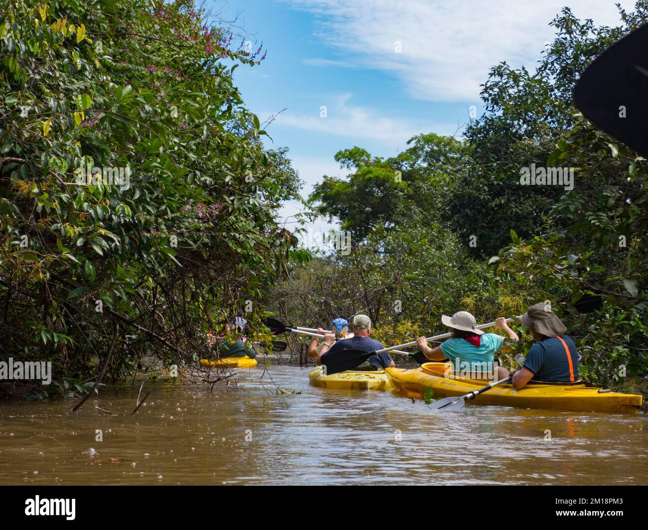 Jungle, Brazil - Nov, 2019: A group of people are kayaking among the ...