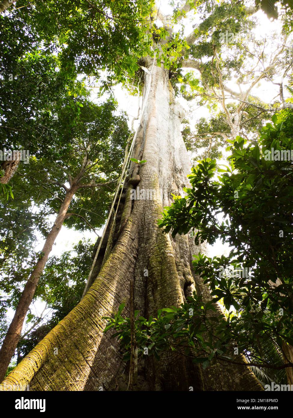 OLYMPUS DIGITAL CAMERA Stock Photo - Alamy