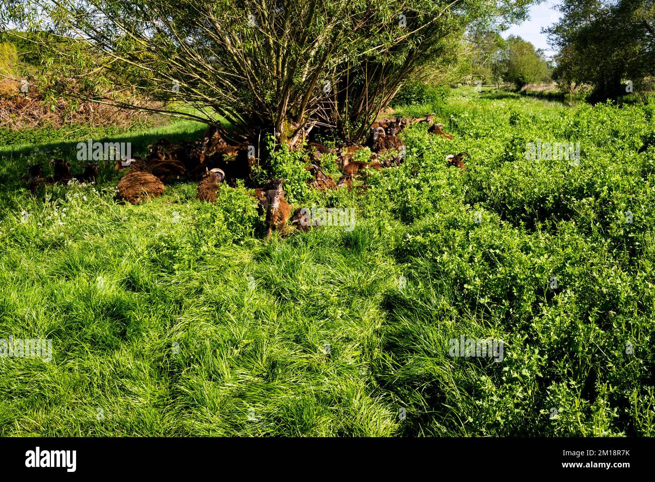 A flock of sheep find shade on the Monarch Way right of way footpath in ...