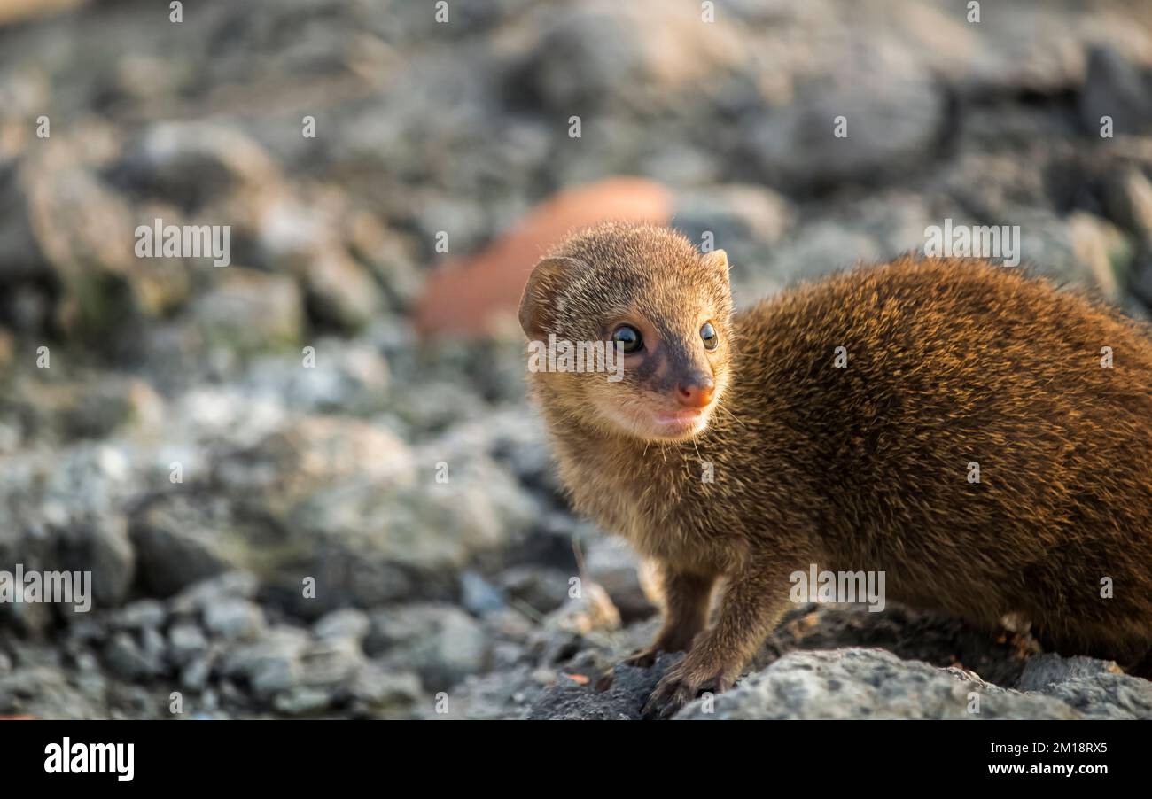 Small indian mongoose hi-res stock photography and images - Alamy