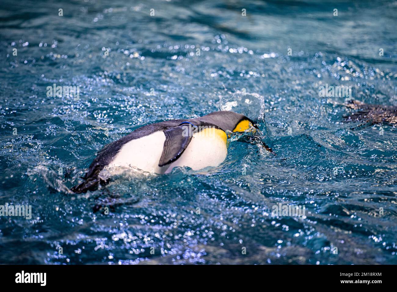 A cute penguin swimming in the pool in the zoo Stock Photo - Alamy