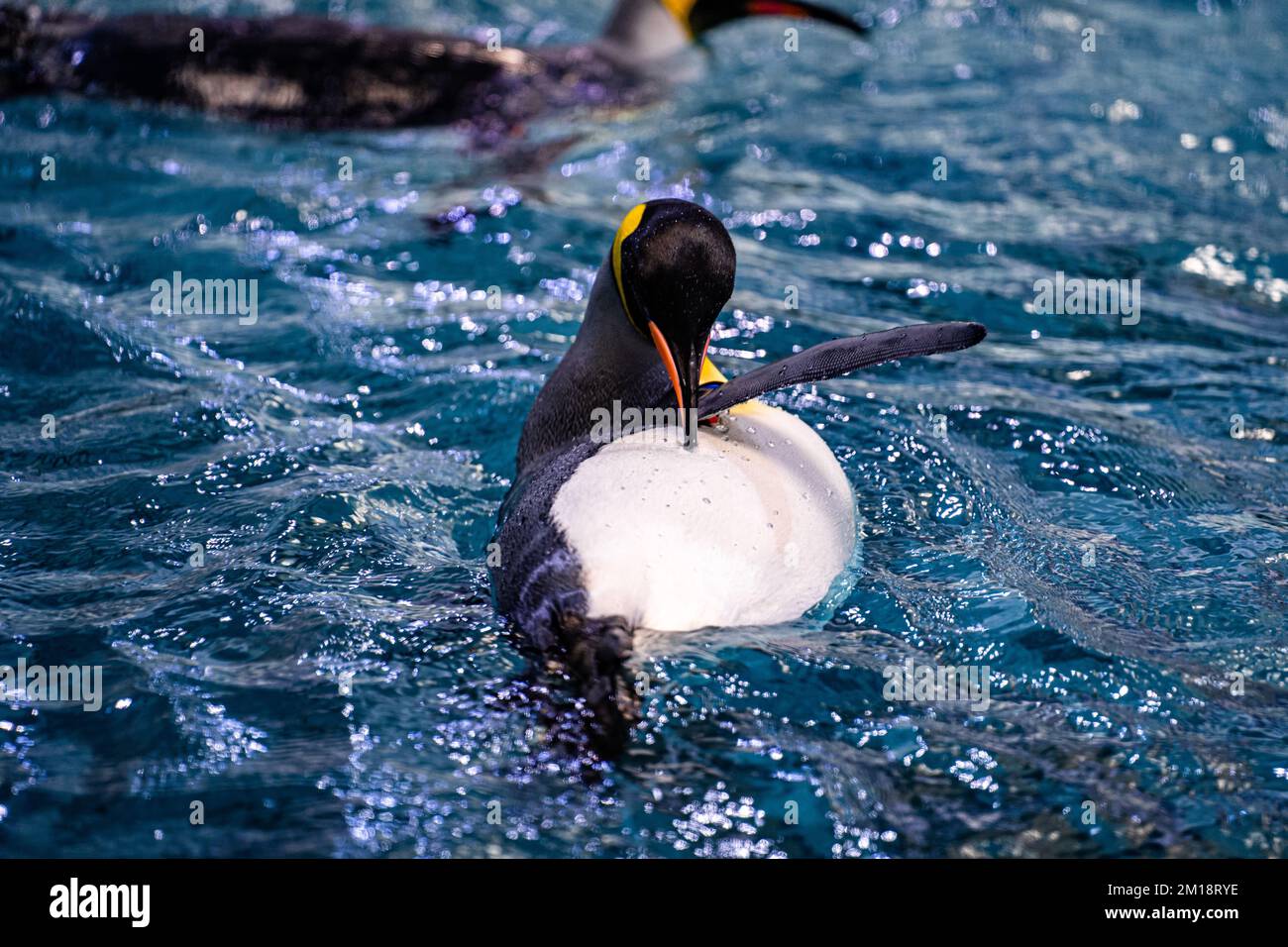 A cute penguin swimming in the pool in the zoo Stock Photo - Alamy