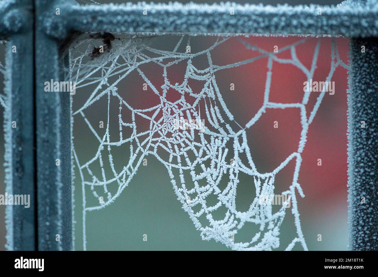 Eton, Windsor, Berkshire, UK. 11th December, 2022. Frozen cobwebs on a ...