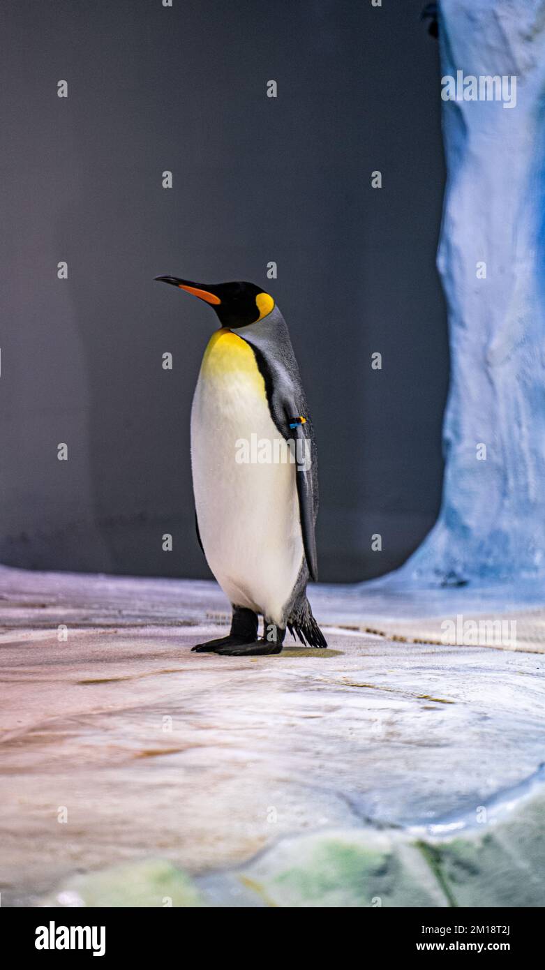 A cute penguin on the iced park of the zoo Stock Photo - Alamy