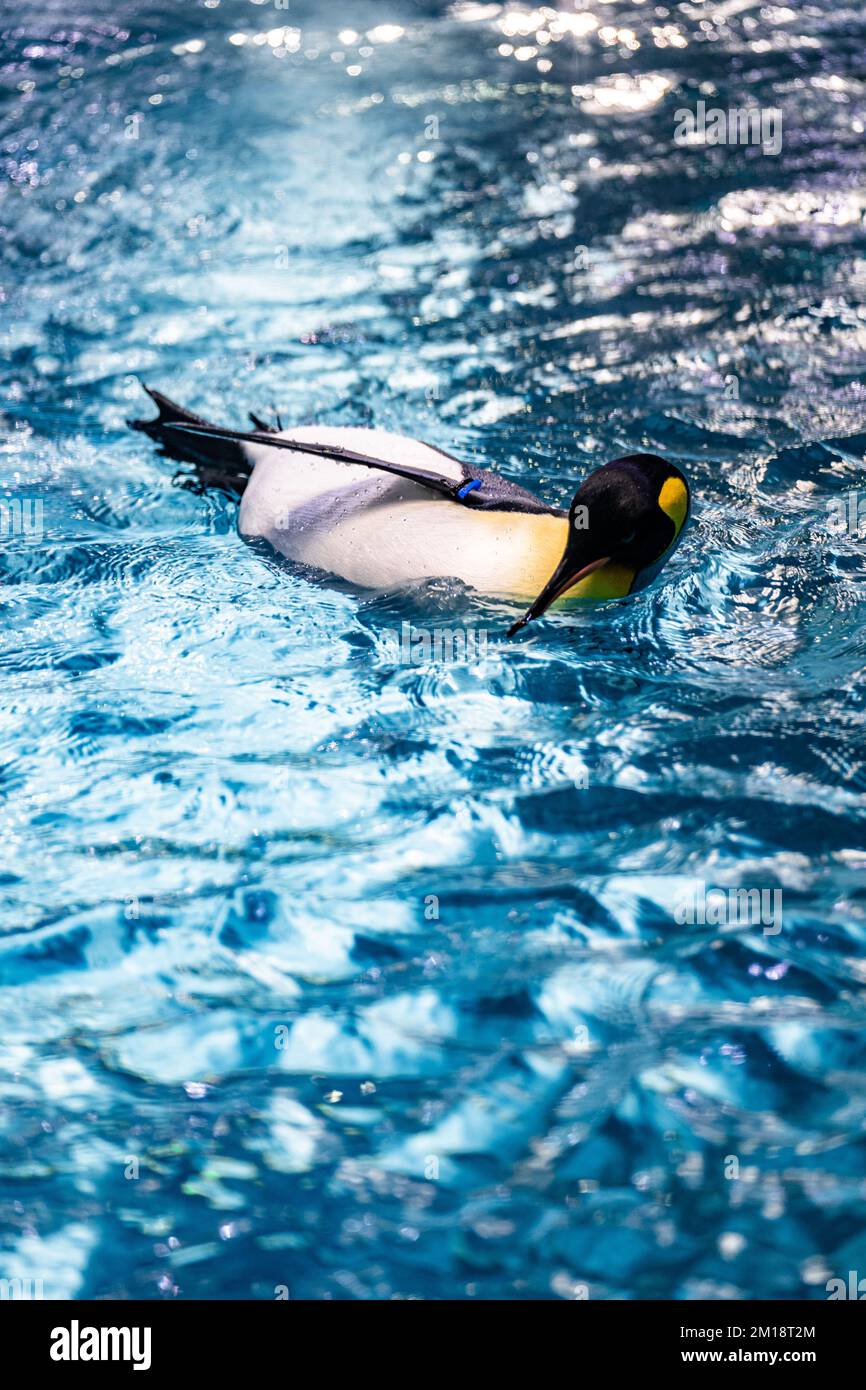 A cute penguin swimming in the pool in the zoo Stock Photo - Alamy