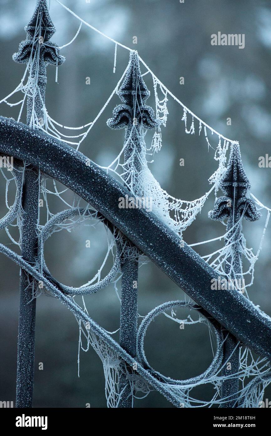 Eton, Windsor, Berkshire, UK. 11th December, 2022. Frozen cobwebs on a ...