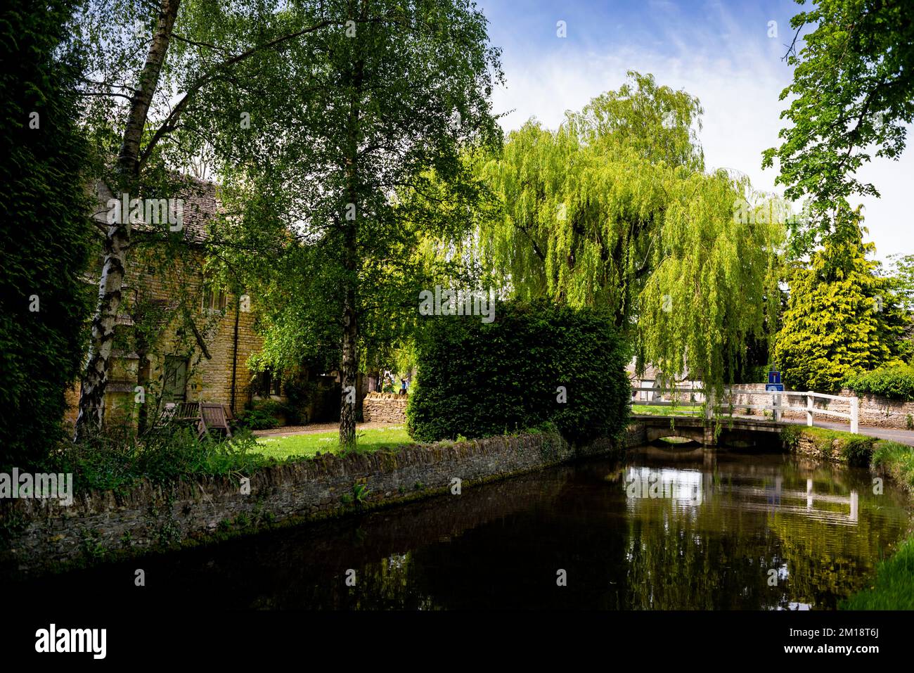 Birch and willow trees by the Eye River in Lower Slaughter, Cotswolds ...