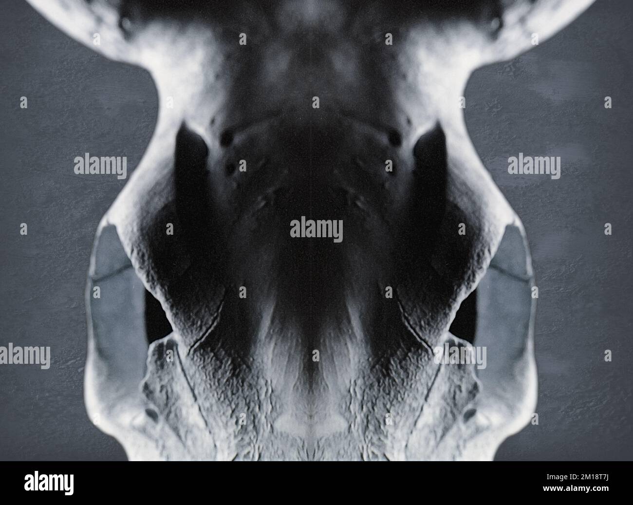 Cow's skull Wall. 3D rendering Stock Photo - Alamy