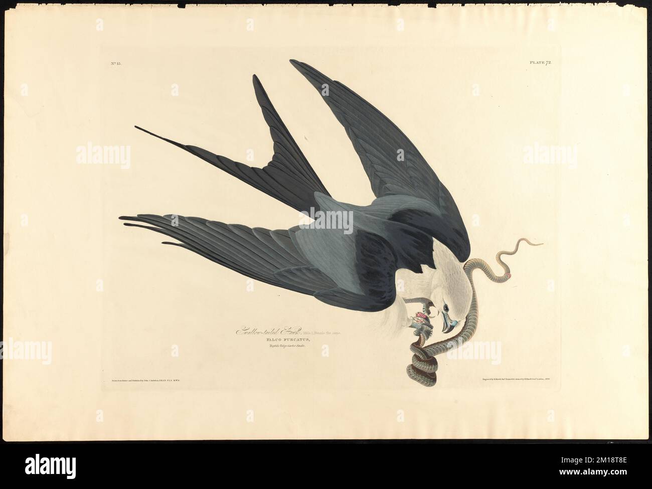 Swallow-tailed hawk : Male, 1. Female the same. Falco furcatus. Reptile ...