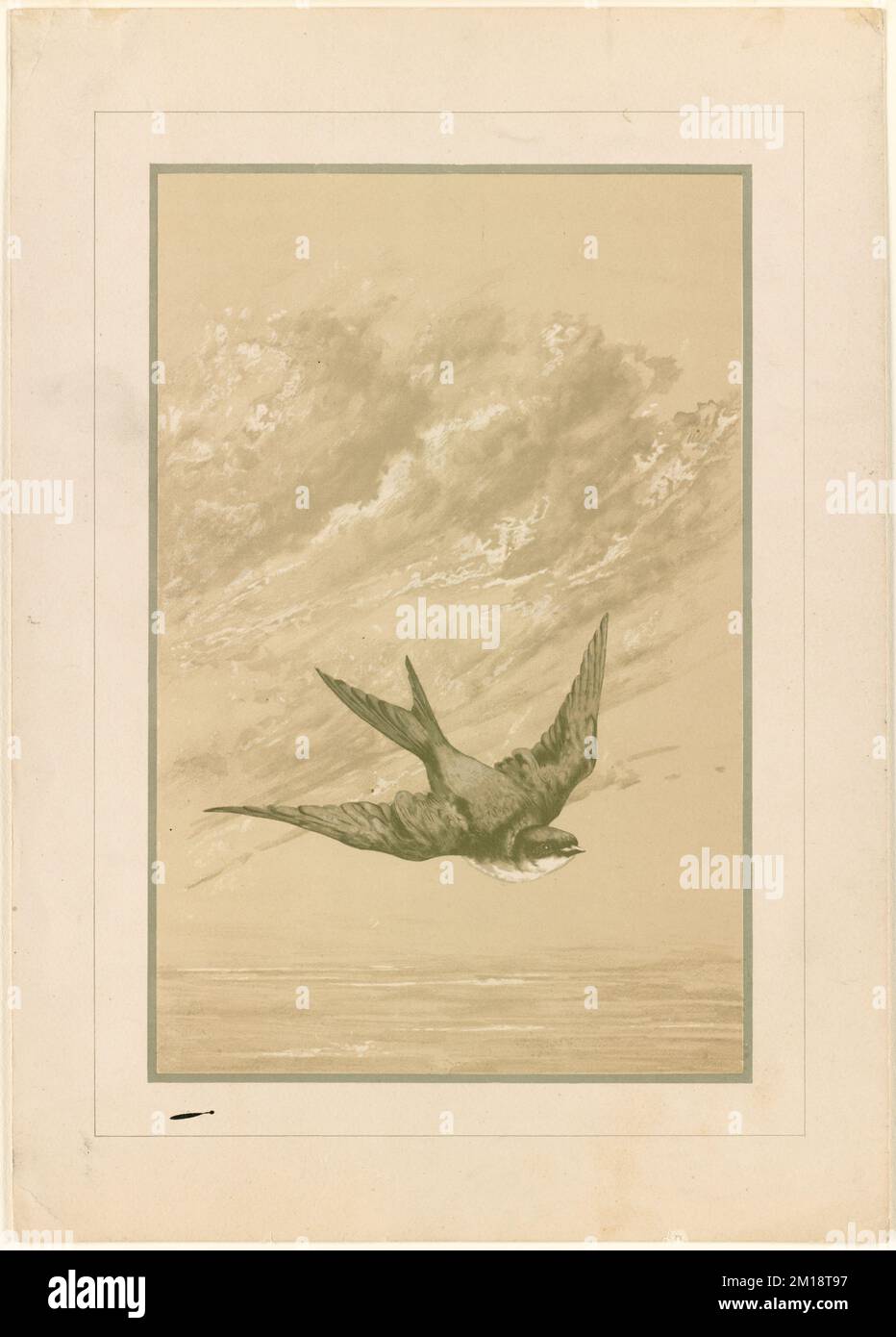 Swallow in flight , Swallows. Louis Prang & Company Collection Stock ...