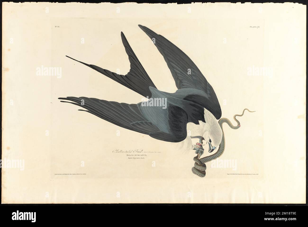 Swallow-tailed hawk : Male, 1. Female the same. Falco furcatus. Reptile ...