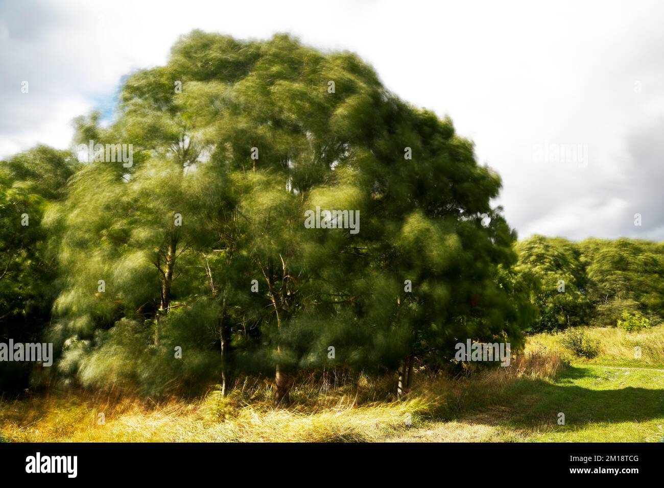 Landscape showing the effects of a slow shutter speed and strong winds ...