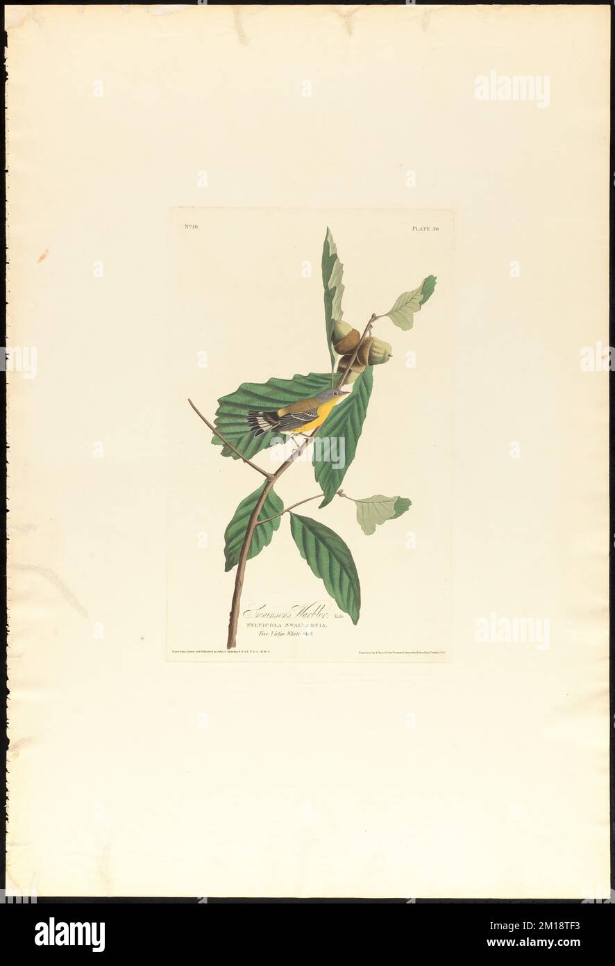 Swanson's warbler : Male. Sylvicola swainsonia. Tree. Vulgo. White oak ...