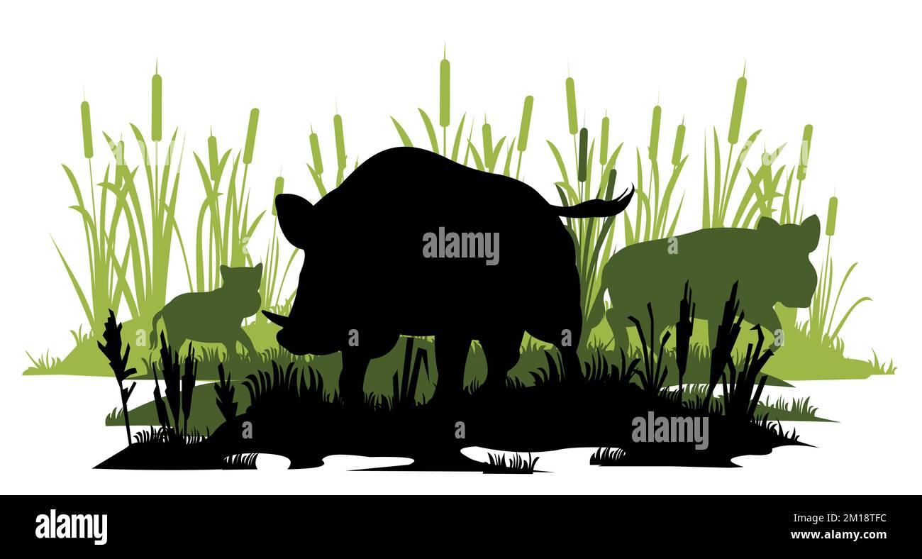 Wild boar in swamp protects his family. Animal in natural habitat. Wild ...