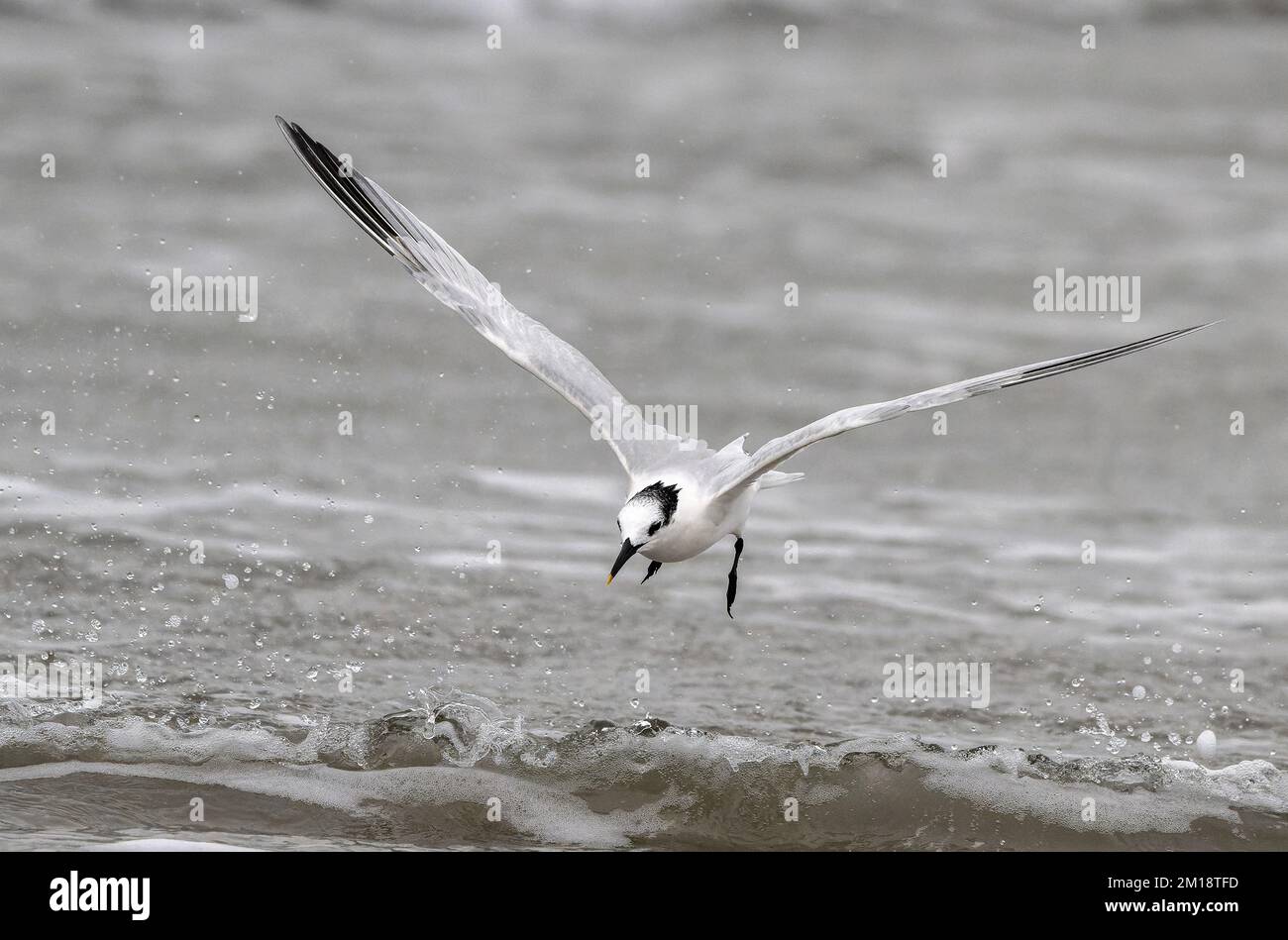 Sandwich tern, Thalasseus sandvicensis, landing in surf to wash and ...