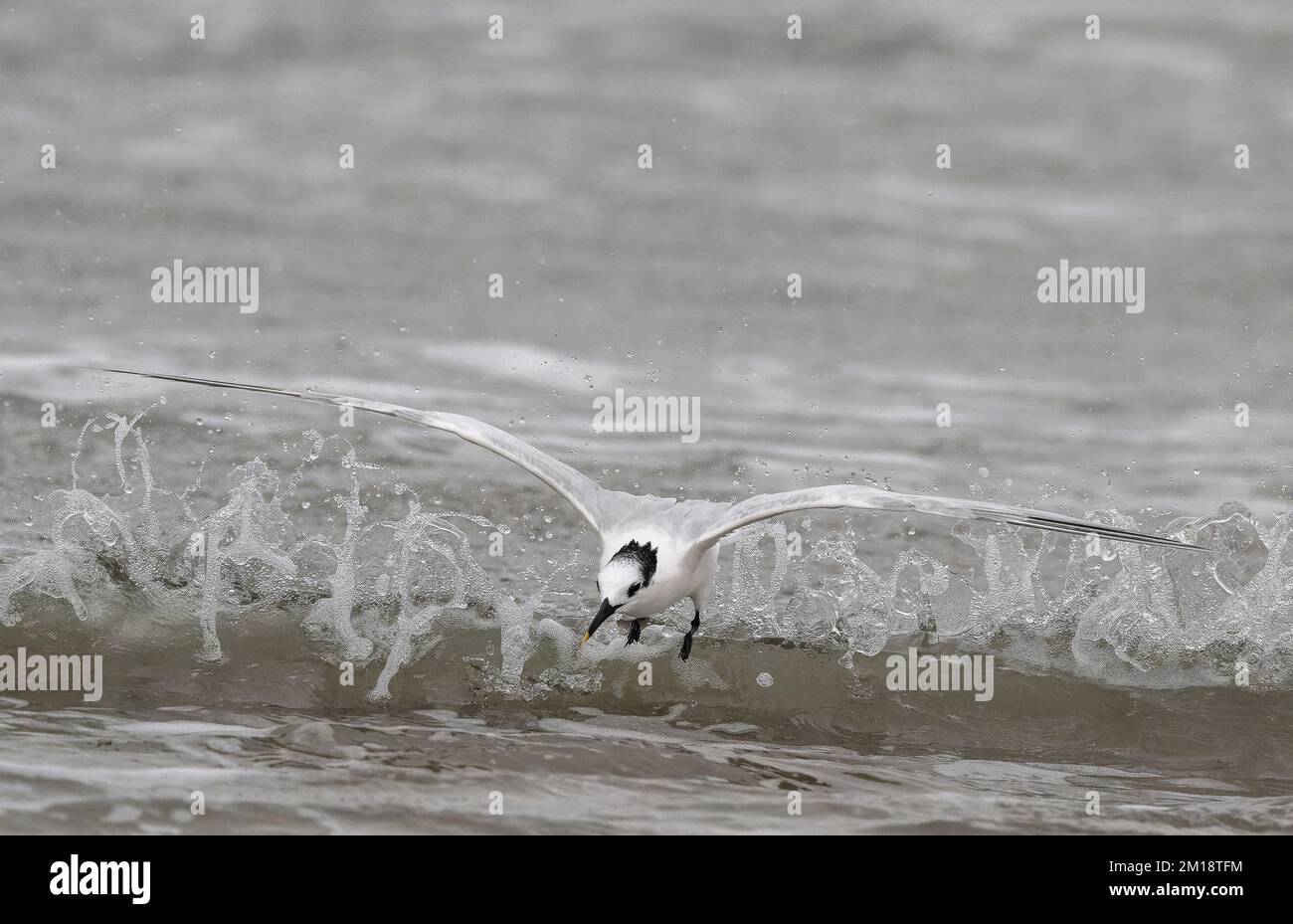 Sandwich tern, Thalasseus sandvicensis, landing in surf to wash and ...