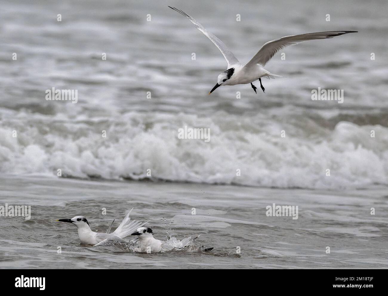 Sandwich terns, Thalasseus sandvicensis, washing and preening in ...