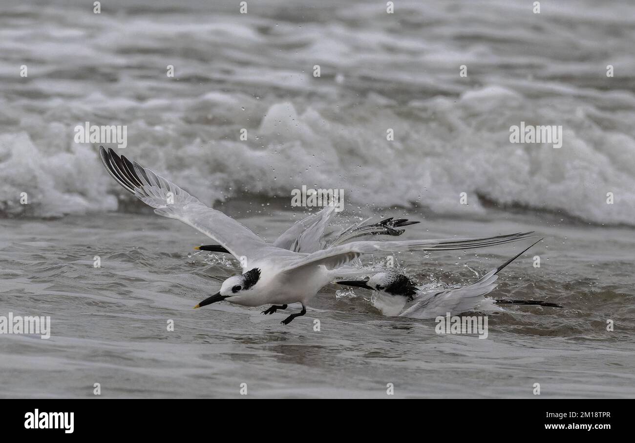 Sandwich terns, Thalasseus sandvicensis, washing and preening in ...