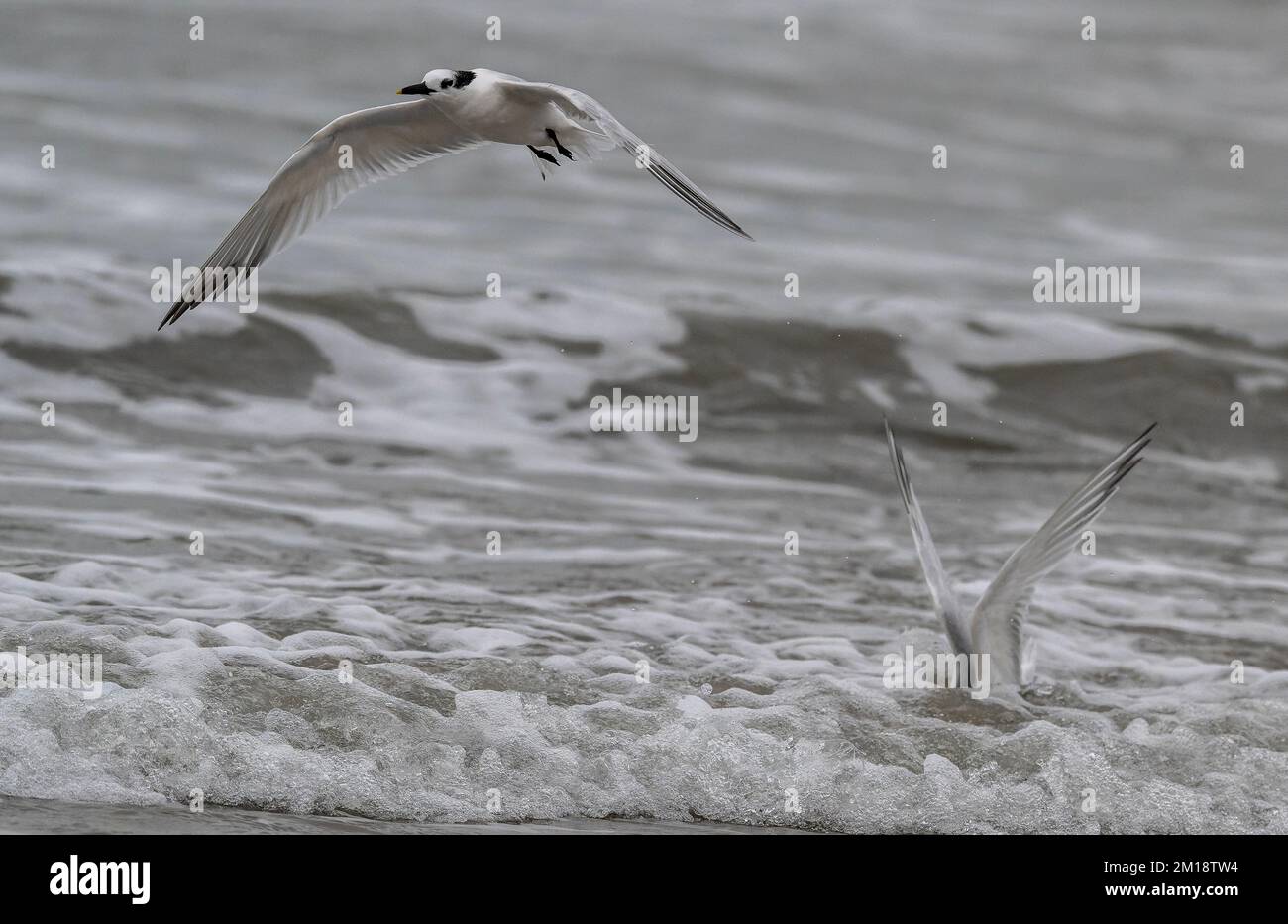 Sandwich Terns Thalasseus Sandvicensis Washing And Preening In