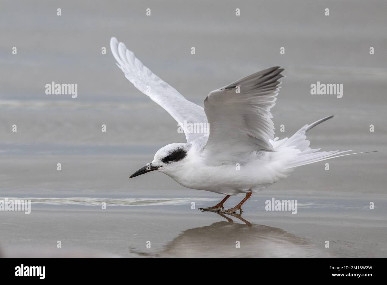 Forster's Tern, Sterna forsteri, in flight, coming in to land on sandy ...