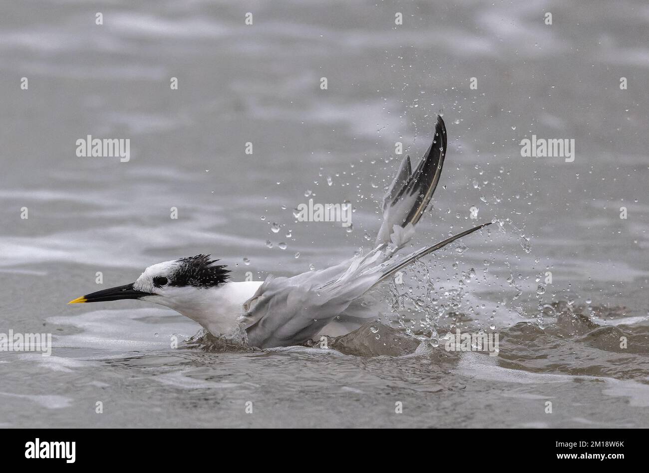 Sandwich tern, Thalasseus sandvicensis, washing and preening in shallow ...