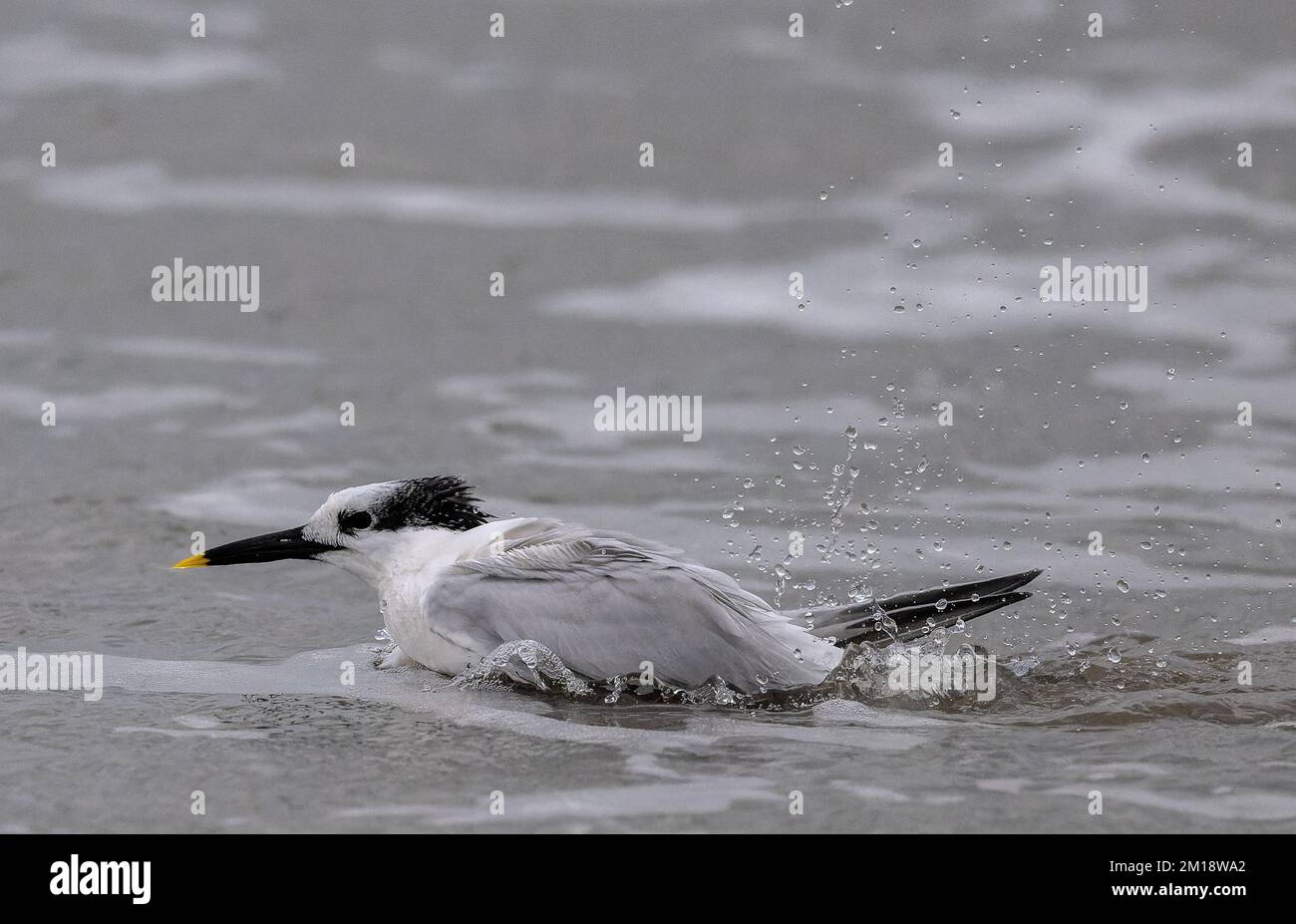 Sandwich tern, Thalasseus sandvicensis, washing and preening in shallow ...