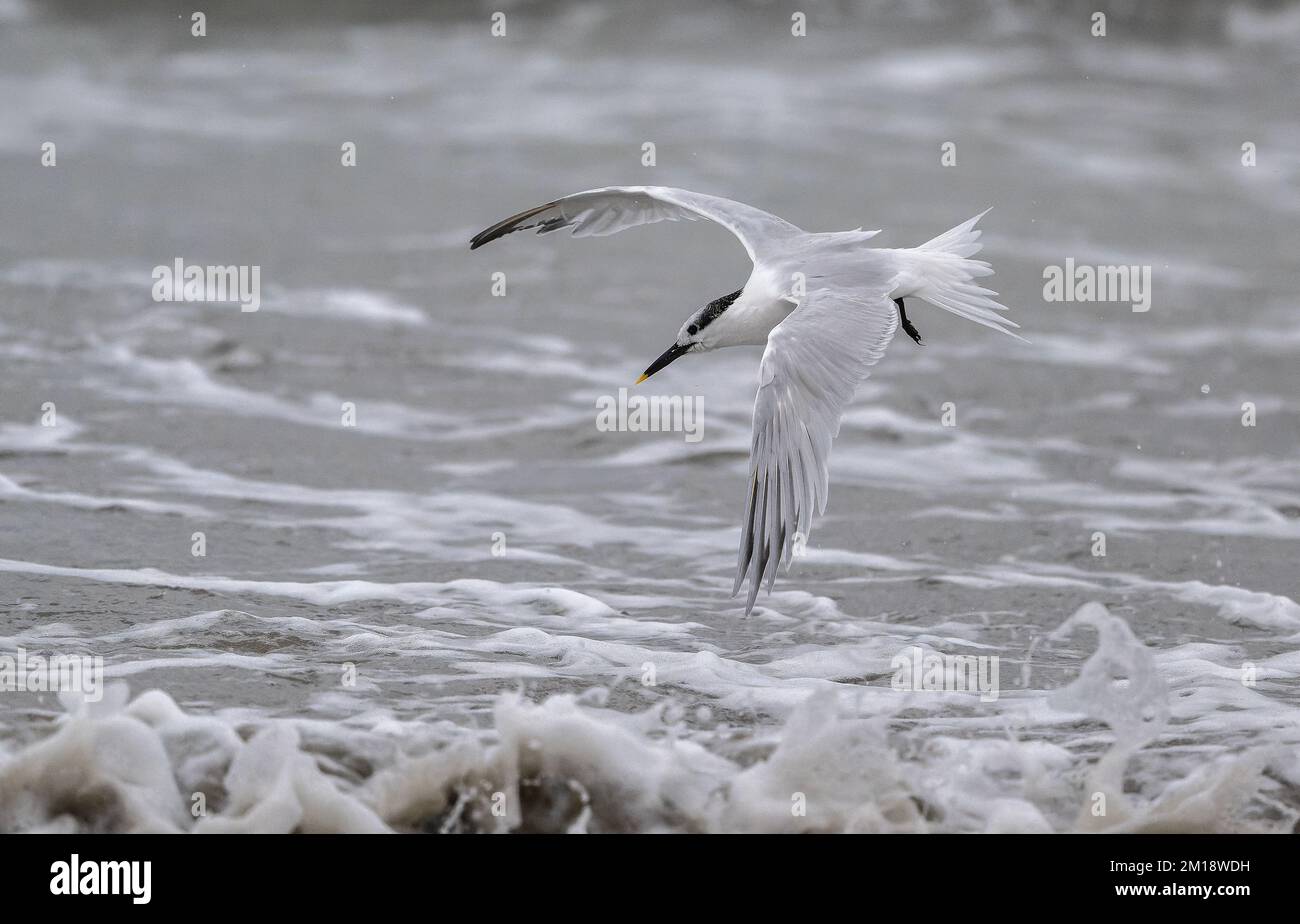 Sandwich tern, Thalasseus sandvicensis, landing in surf to wash and ...