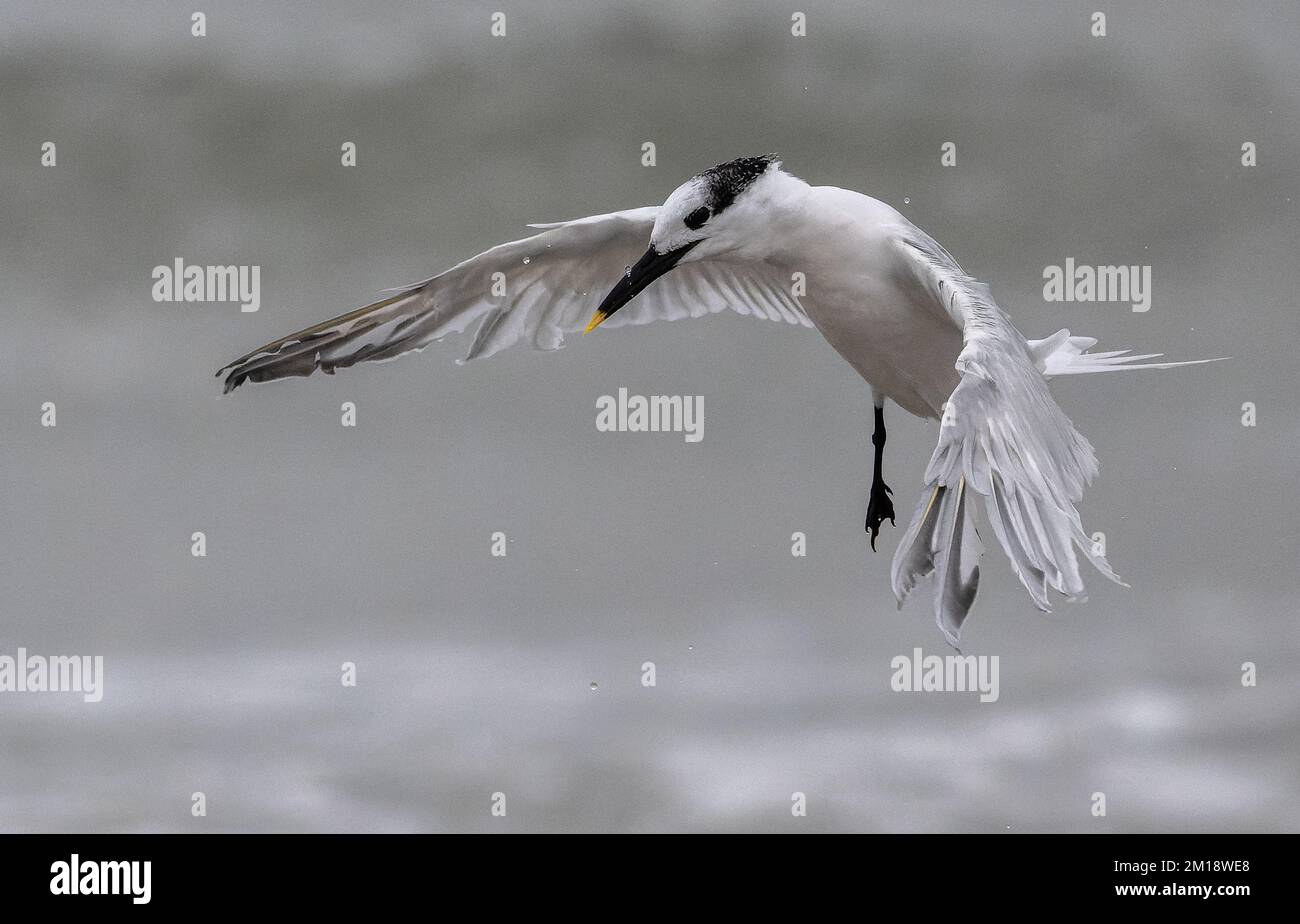 Sandwich tern, Thalasseus sandvicensis, landing in surf to wash and ...
