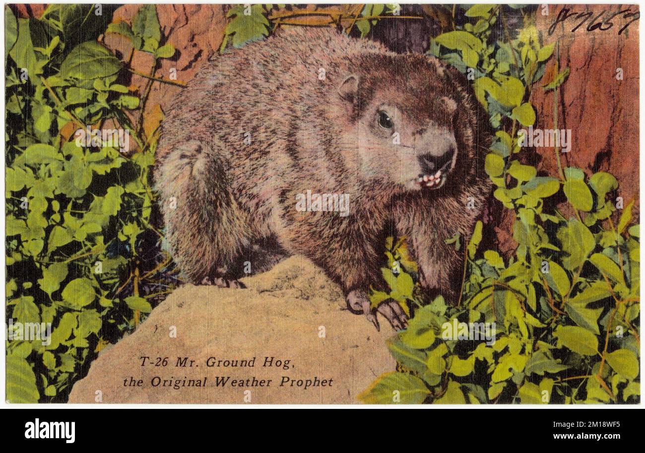 T-26. Mr. Ground Hog, the original weather prophet , Tichnor Brothers ...