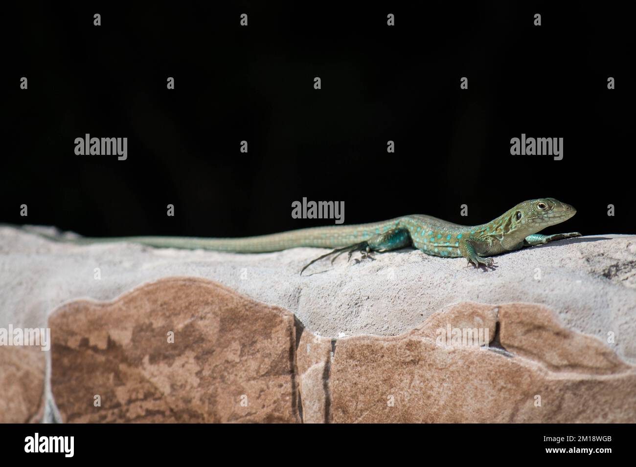 Aruba whiptail lizard hi-res stock photography and images - Alamy