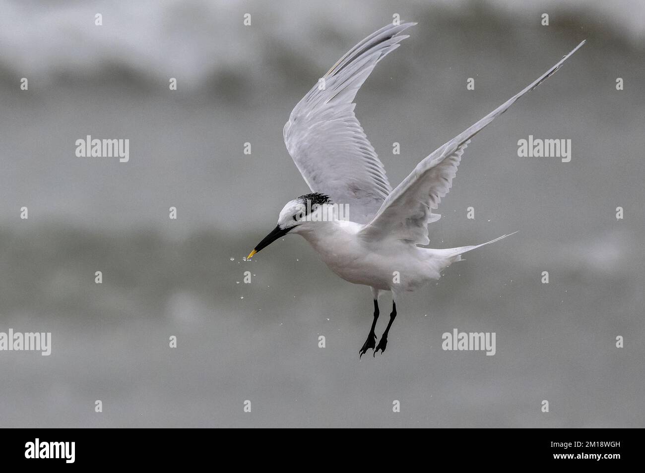 Sandwich tern, Thalasseus sandvicensis, landing in surf to wash and ...