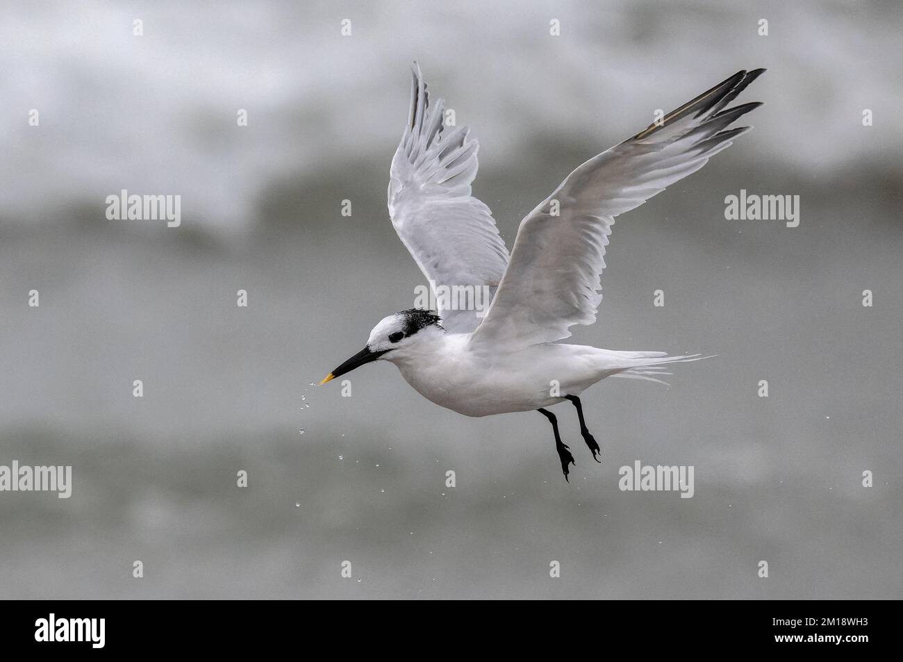Sandwich tern, Thalasseus sandvicensis, landing in surf to wash and ...
