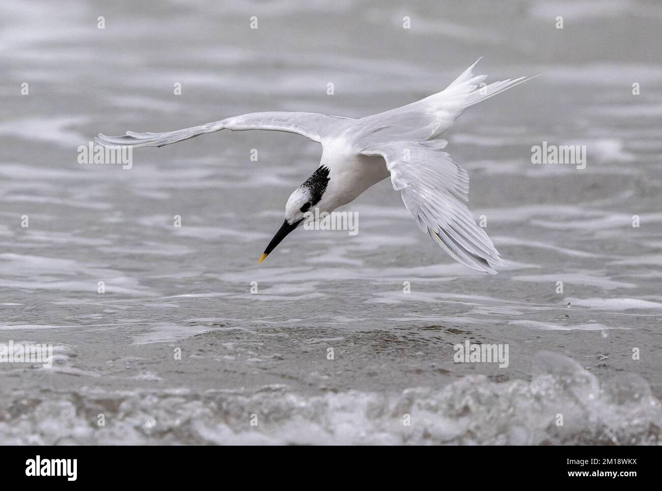 Sandwich tern, Thalasseus sandvicensis, landing in surf to wash and ...