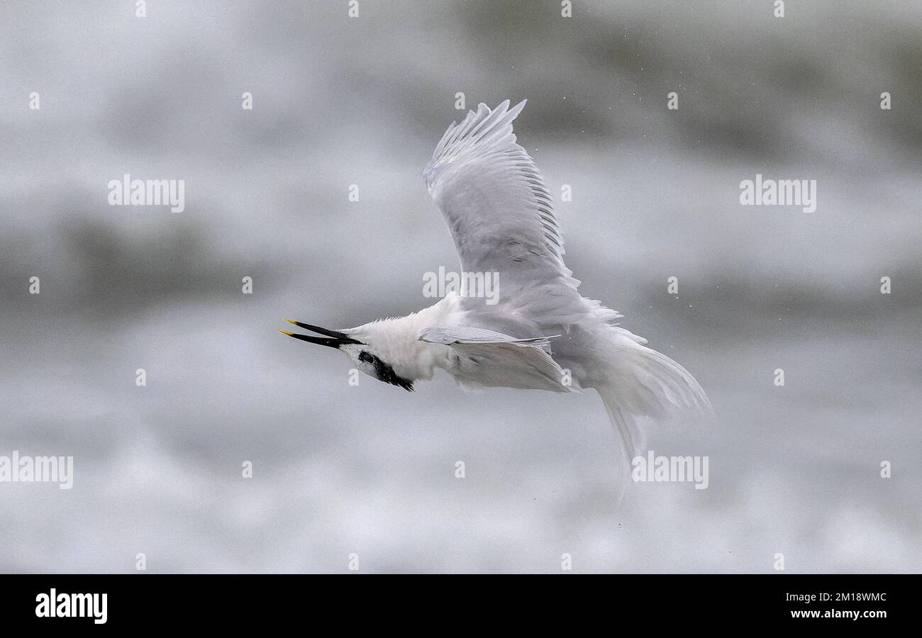 Sandwich tern, Thalasseus sandvicensis, in flight, shaking itself dry ...