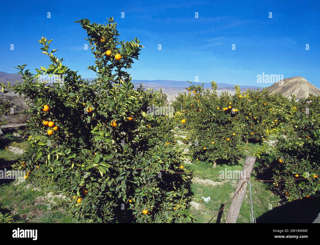 Naranjo orange tree hi-res stock photography and images - Alamy