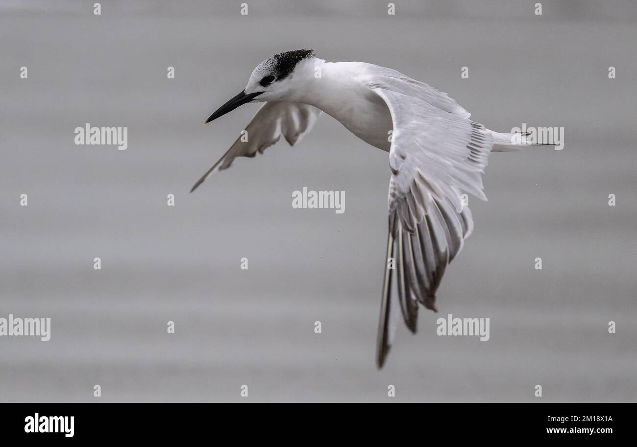 Sandwich tern, Thalasseus sandvicensis, in flight, in winter plumage ...