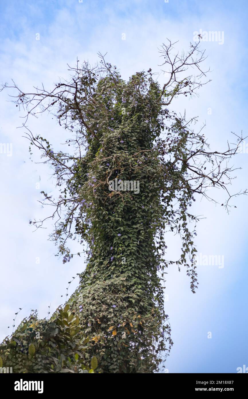 Dancing creeper hi-res stock photography and images - Alamy