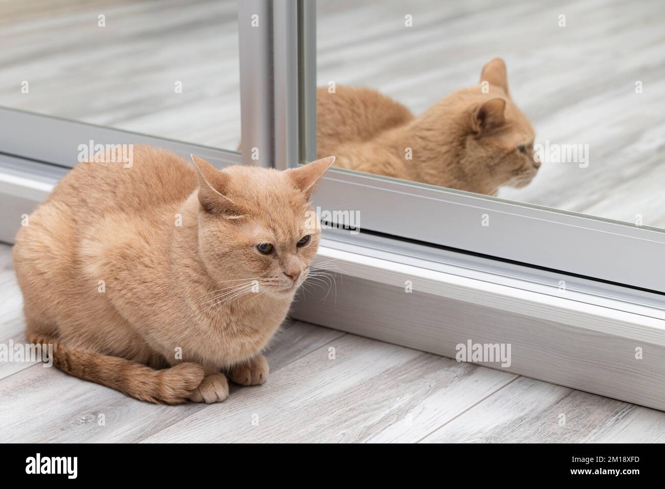 domestic cat sits in front of a mirror. cat in front of a mirror Stock ...