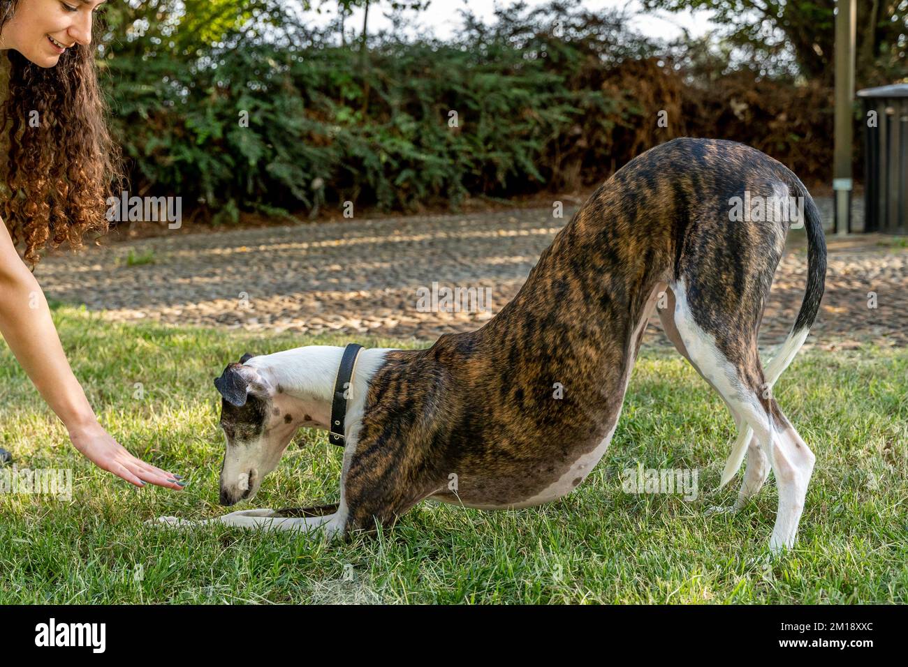 beautiful female dog trainer is training her dog in an outdoor park ...