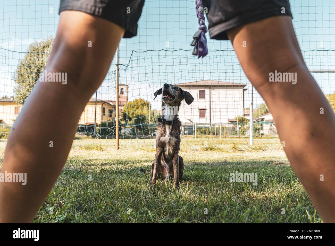 beautiful female dog trainer is training her dog in an outdoor park ...