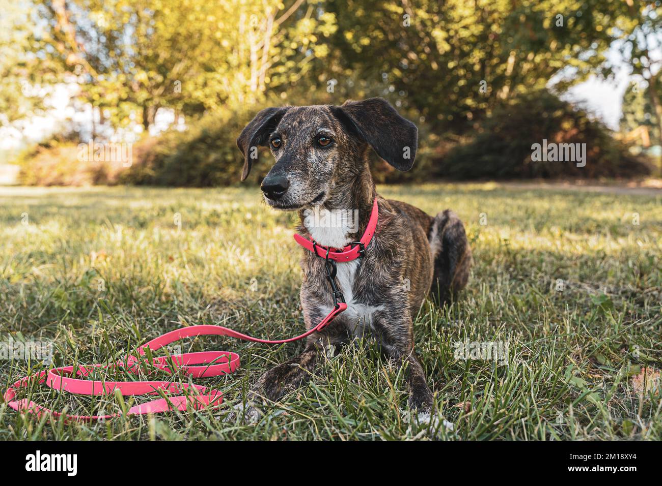 portrait of puppy dog lying in the grass of a meadow with a pink leash ...
