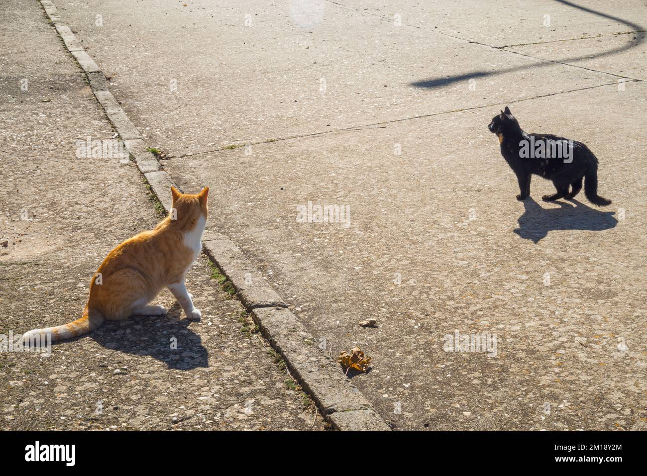 Two stray cats Stock Photo - Alamy