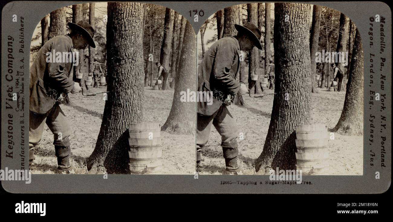 Tapping a sugar-maple tree, Ohio , Sugar maple tapping, Maples, Maple ...