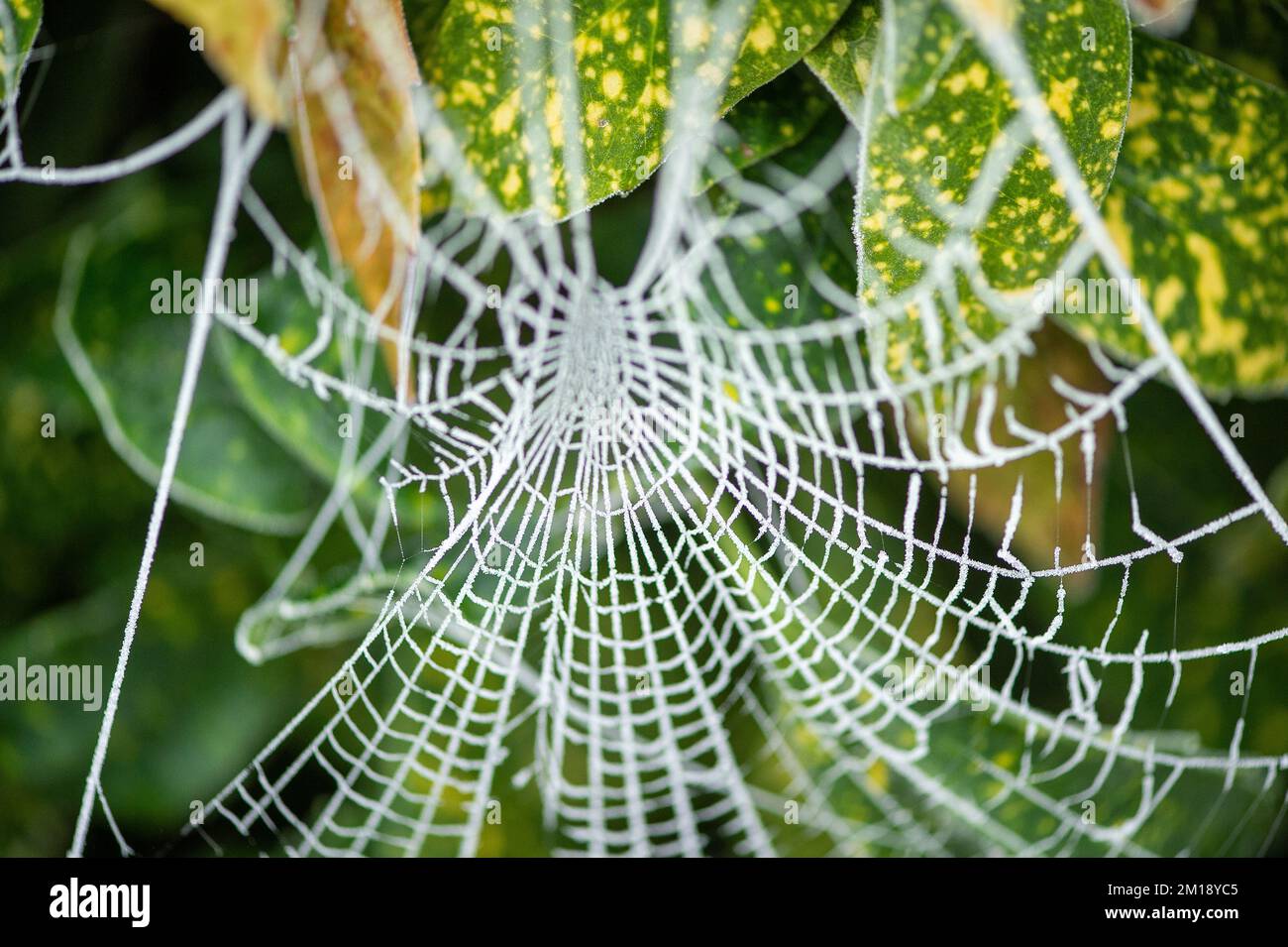 Frosty spiders webs hi-res stock photography and images - Alamy