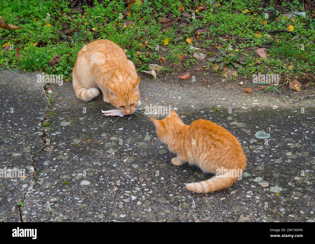 Animals Competing For Food