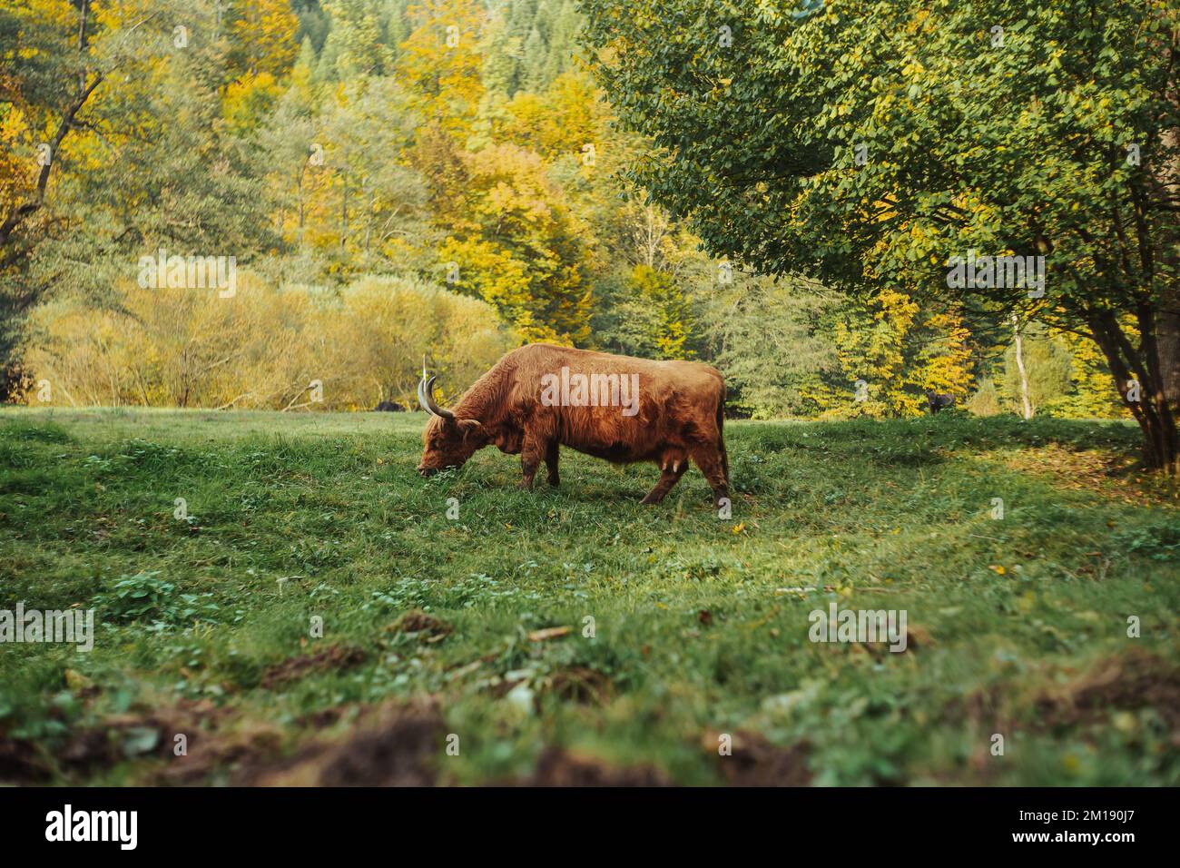 A cute brown Highland cattle in nature during the daytime Stock Photo ...